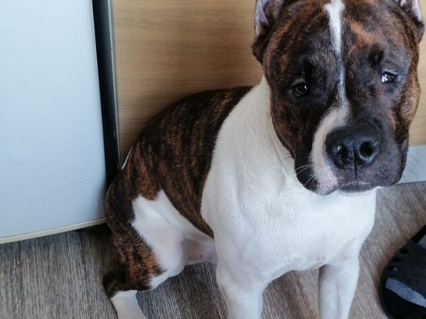 Отдам в хорошие руки стаф 7 месяц