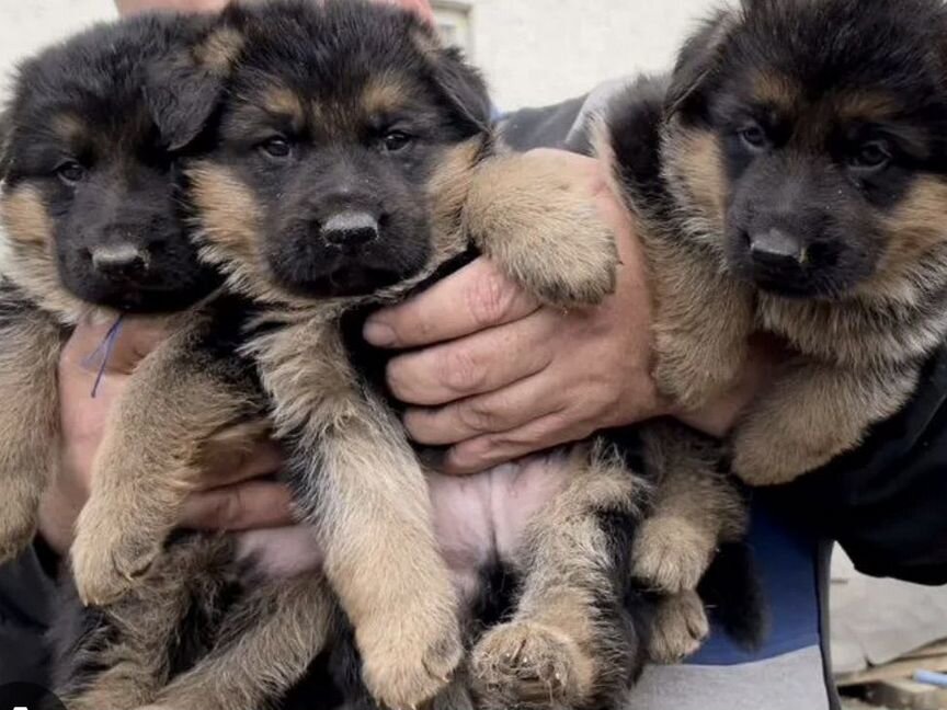 Щенки немецкой овчарки