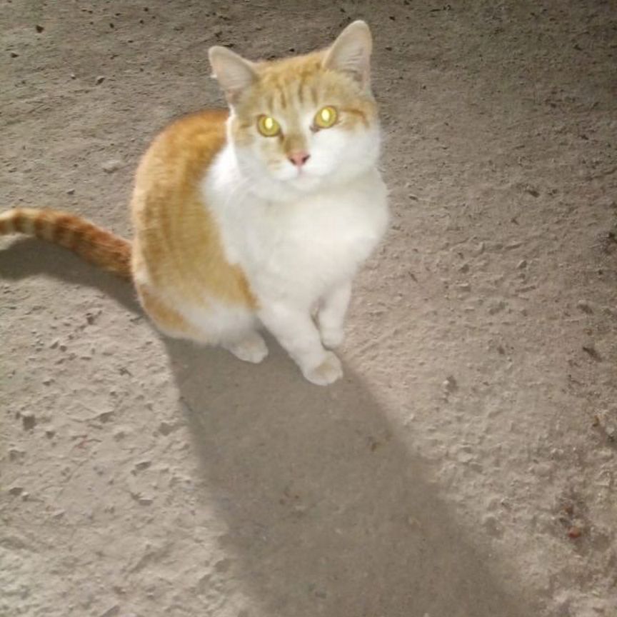 Отдадим мальчика