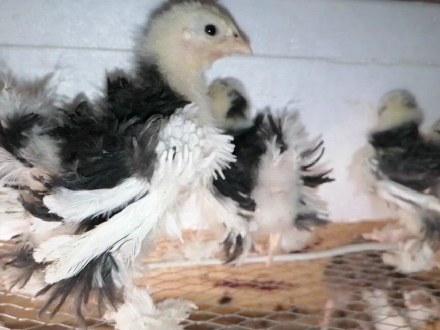 Карликовые кохинхины цыплята