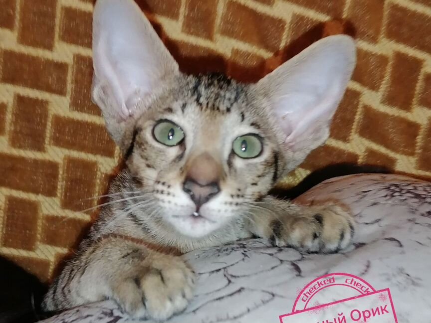 Ориентальные котята