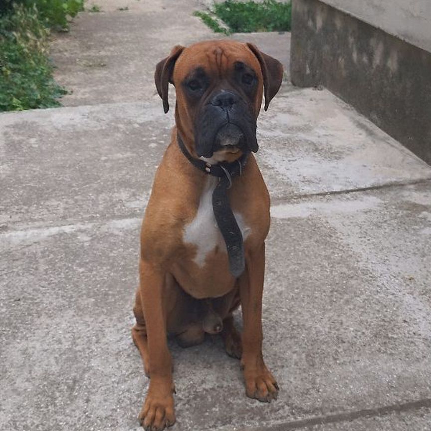 Вязка немецкий боксер