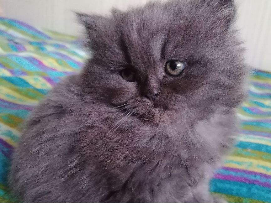 Персидские котята