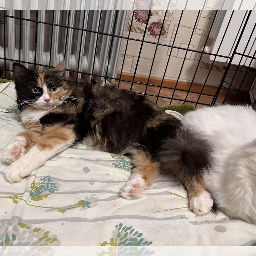 Шикарная трехцветная пушиха