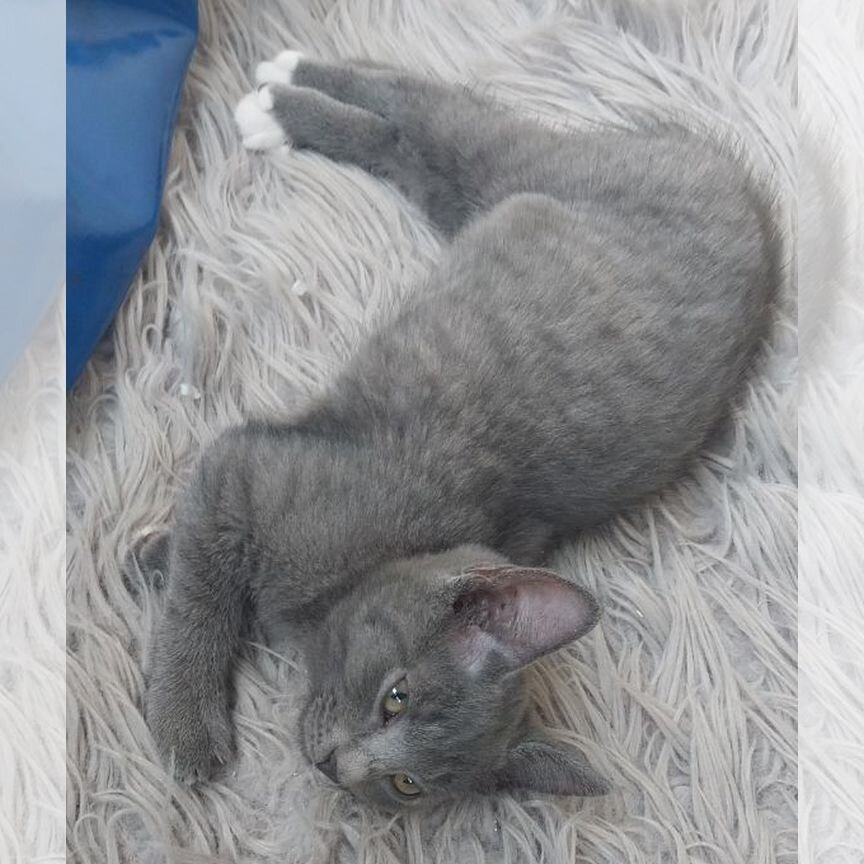 Чёрный котёнок