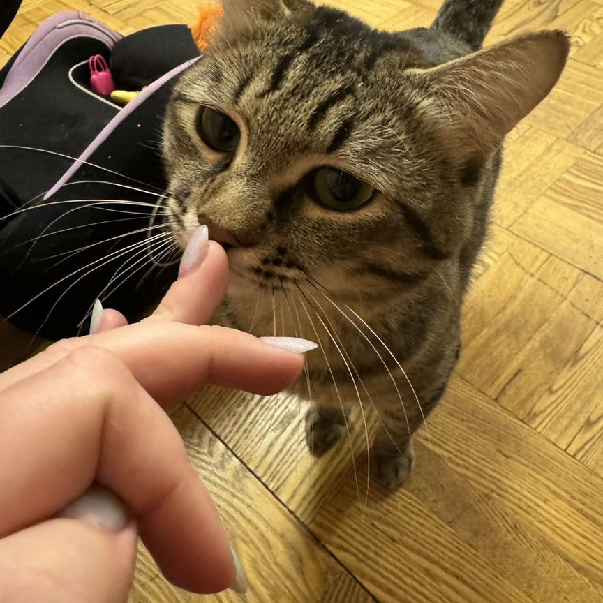 Кот в добрые руки