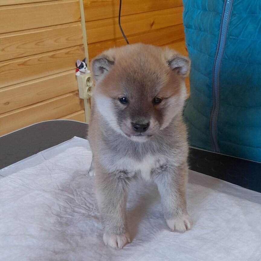 Сибушные детки с документами