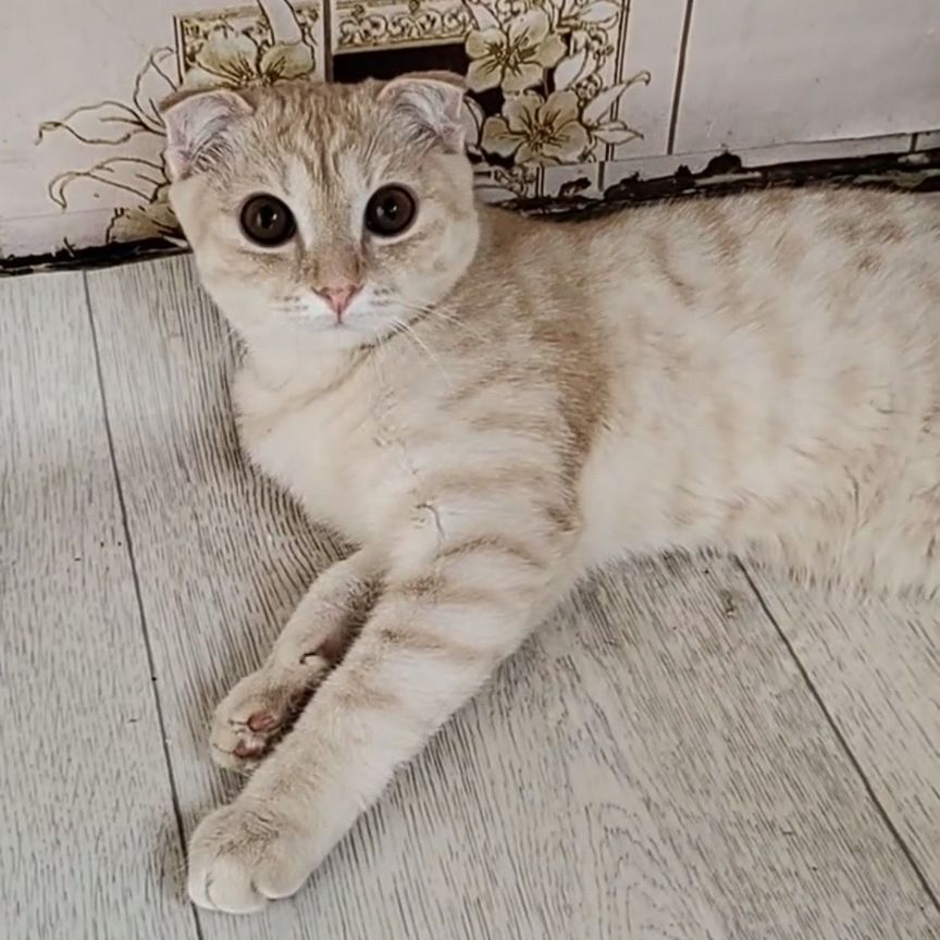 Шотландские вислоухие