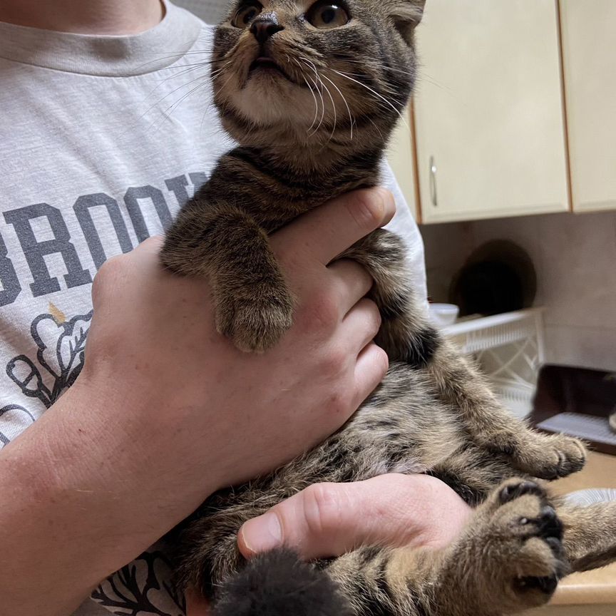 Котики бесплатно в добрые руки