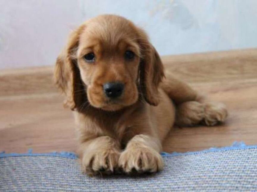 Английский кокер спаниель