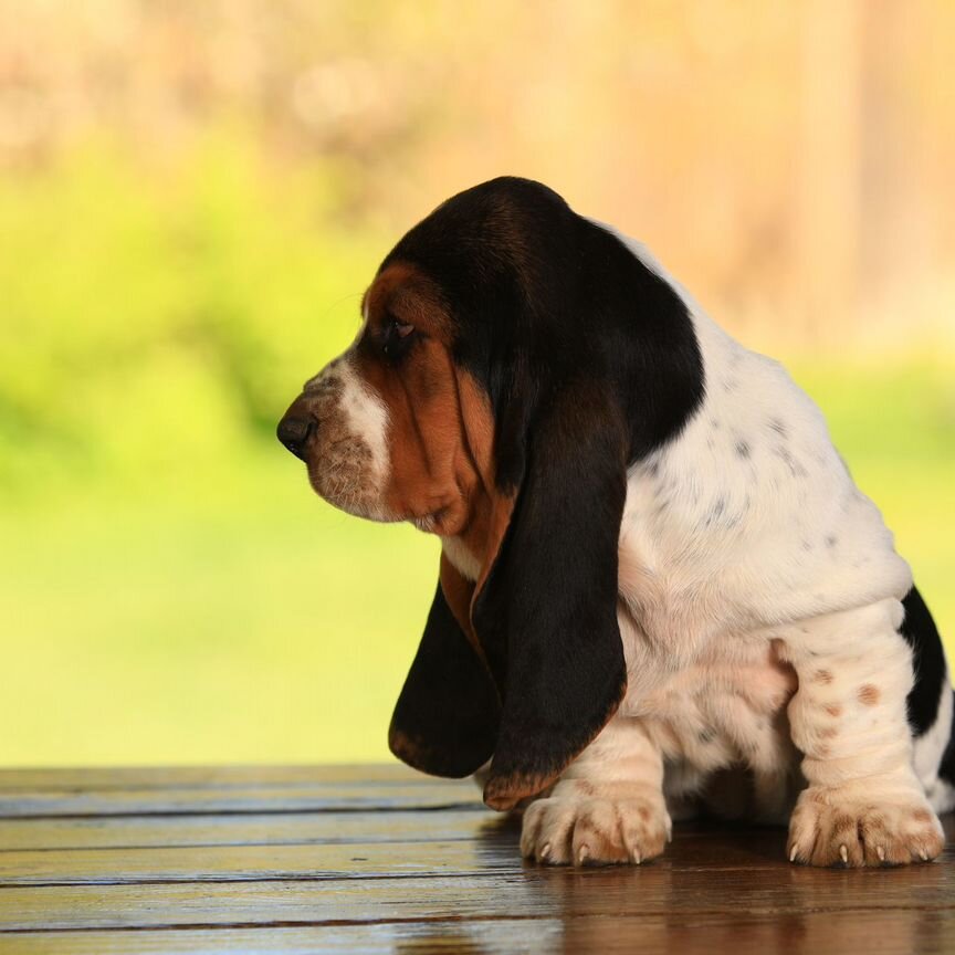 Щенки бассет хаунда