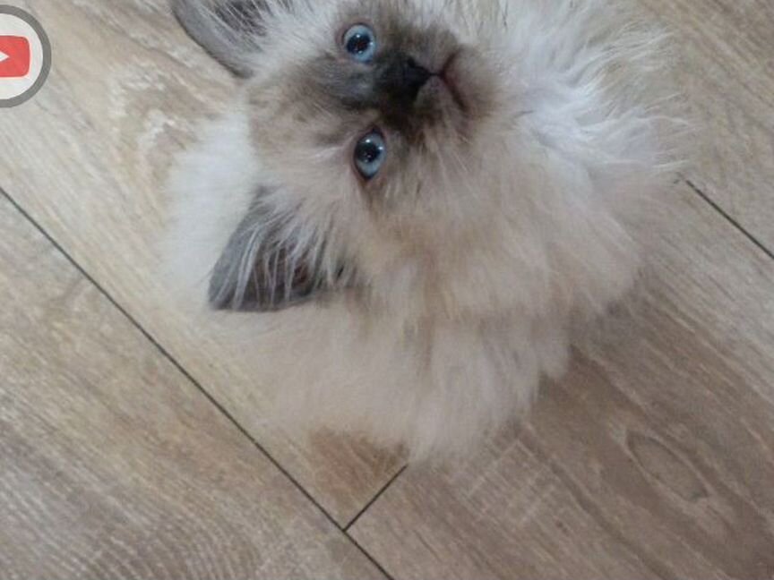 Невская маскарадная