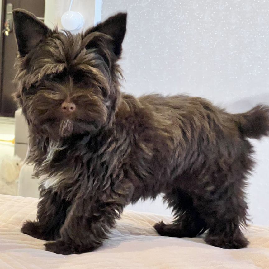 Йоркширский терьер, щенок