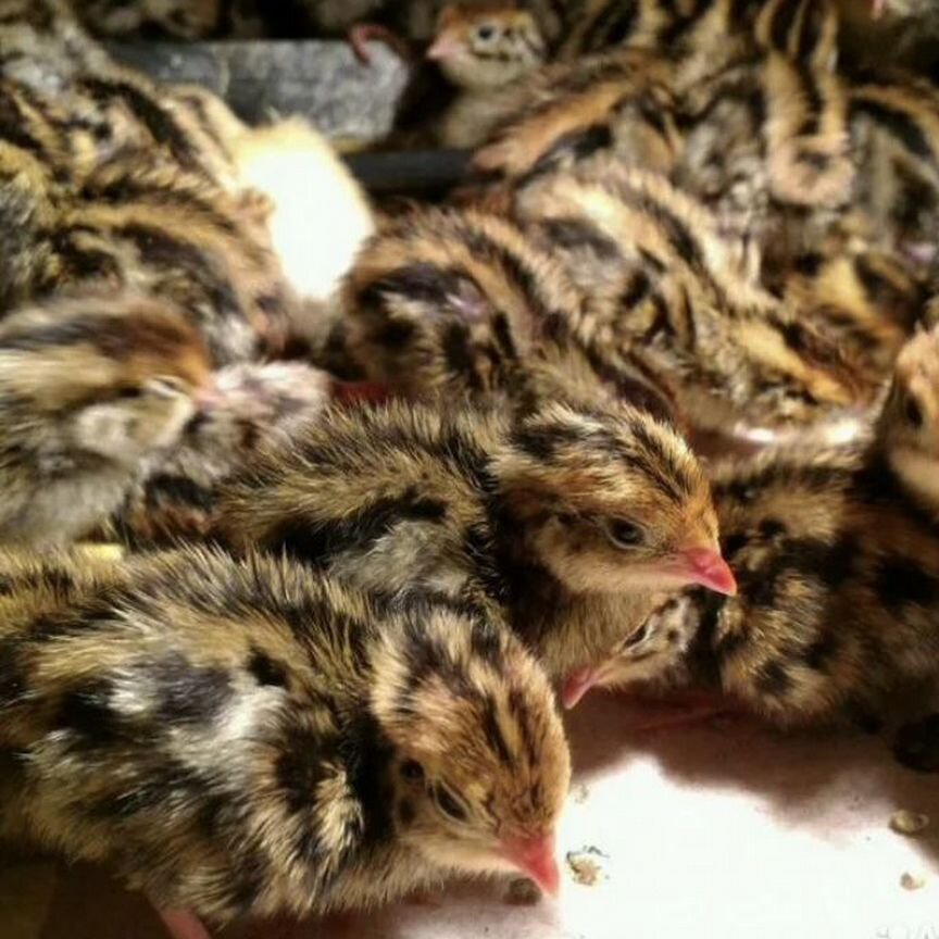 Перепелята 2х недельные