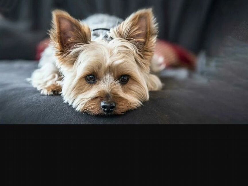 Ишем жениха с весом 1200