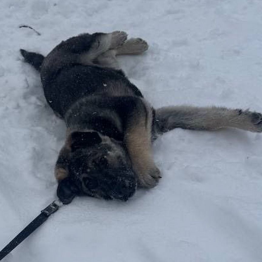 Щенок в добрые руки