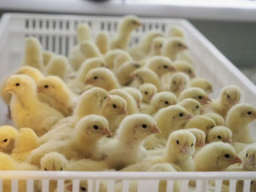 Кооб 500 Суточный бройлер