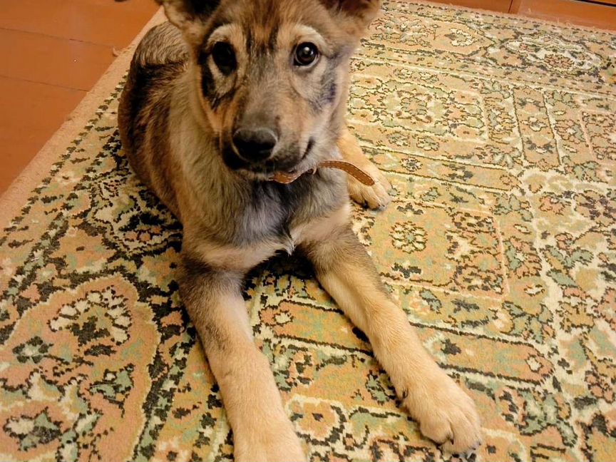 Бусинка ищет дом