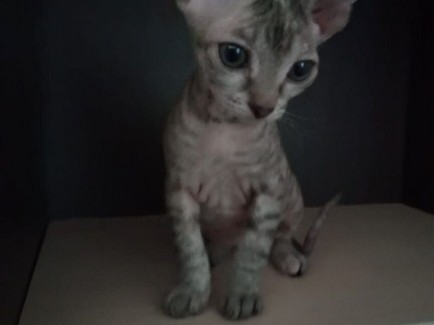 Котята сфинкс браш