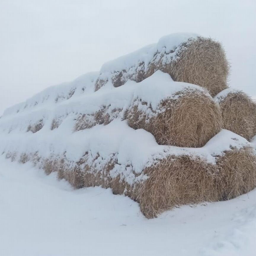 Солома в тюках пшеничная