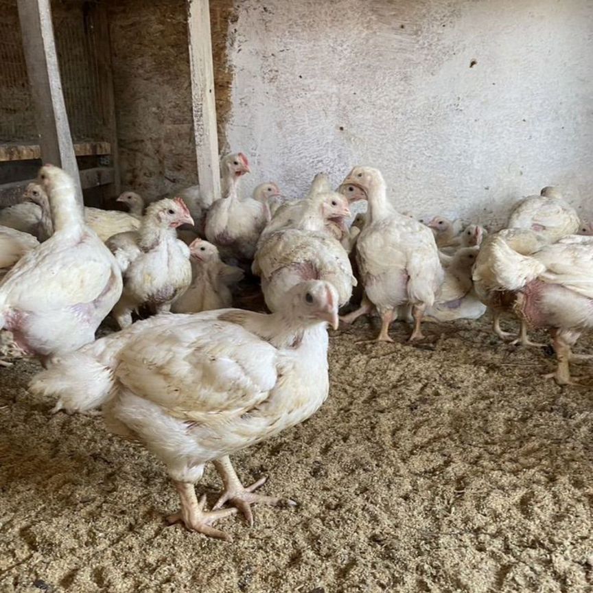 Цыплята бройлеры