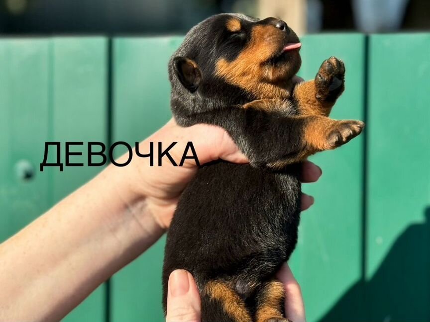 Собака