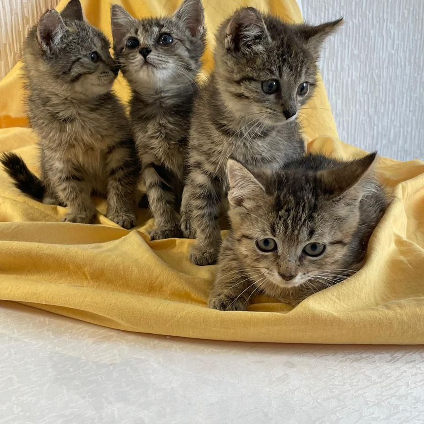 Котята в добрые руки