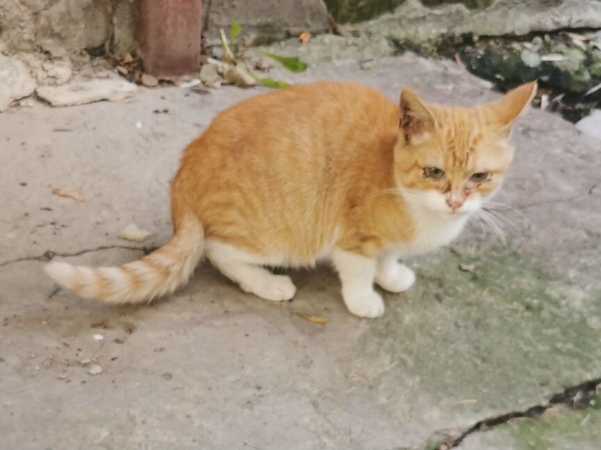 Котенок голодает. Нужна передержка или дом