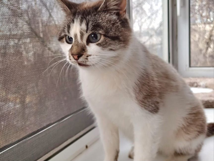 Кошка Алиса в добрые руки