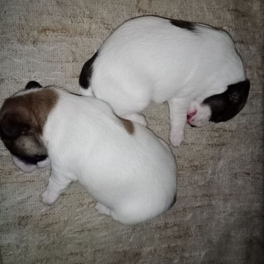 Щенки джек рассел терьер