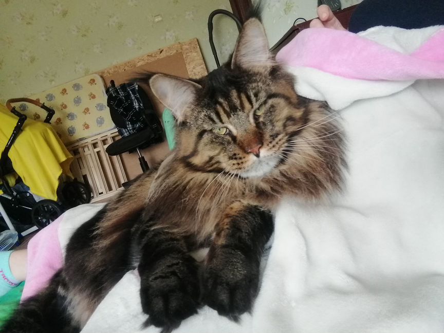 Продаю кота, порода мейн кун