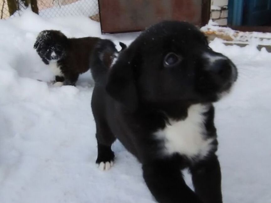 Лайка/московская сторожевая