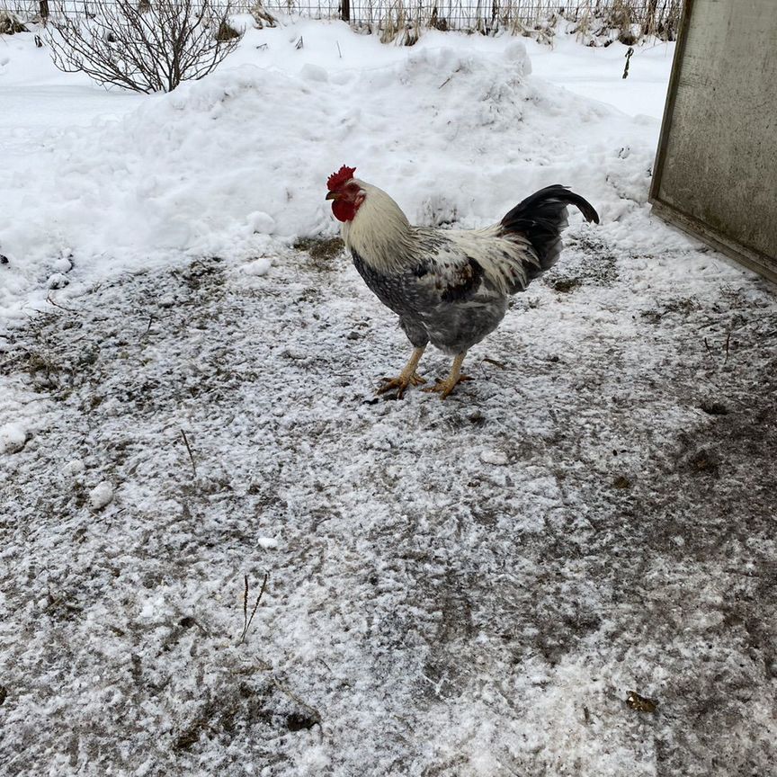 Молодые петухи