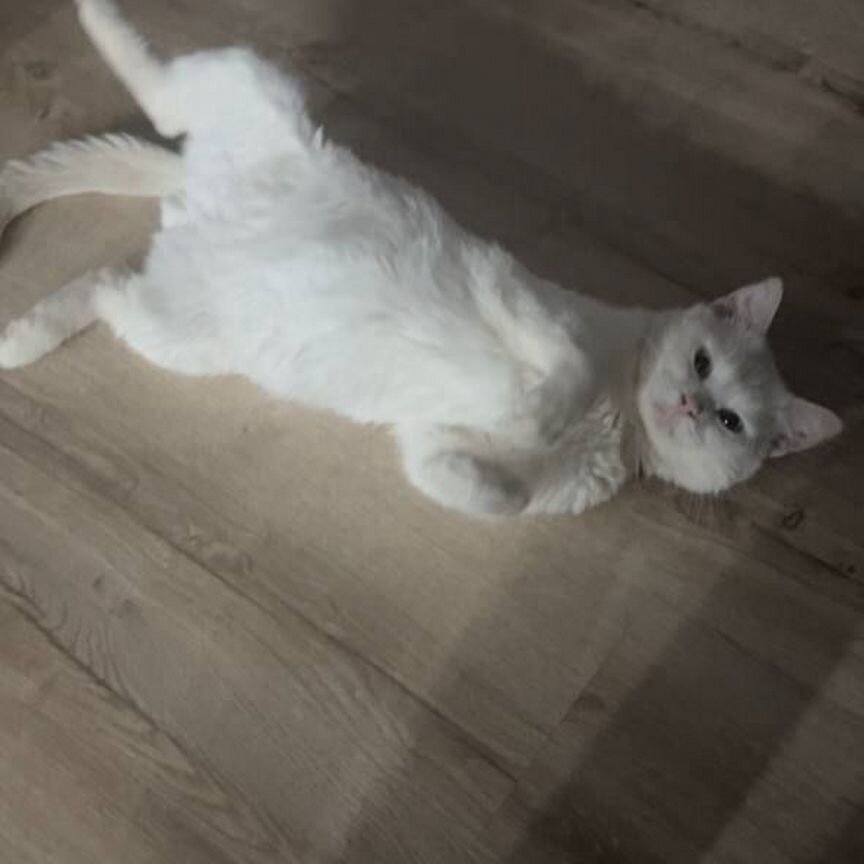 Взрослый кот в добрые руки