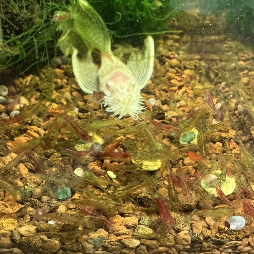 Аквариумные креветки