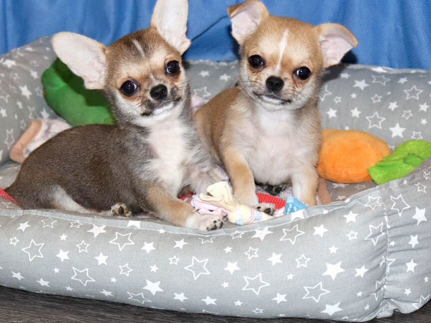 Хасси. Красавчик Чиxуaxуa 3 мес