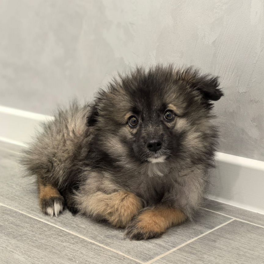 Отдам щеночка в добрые руки