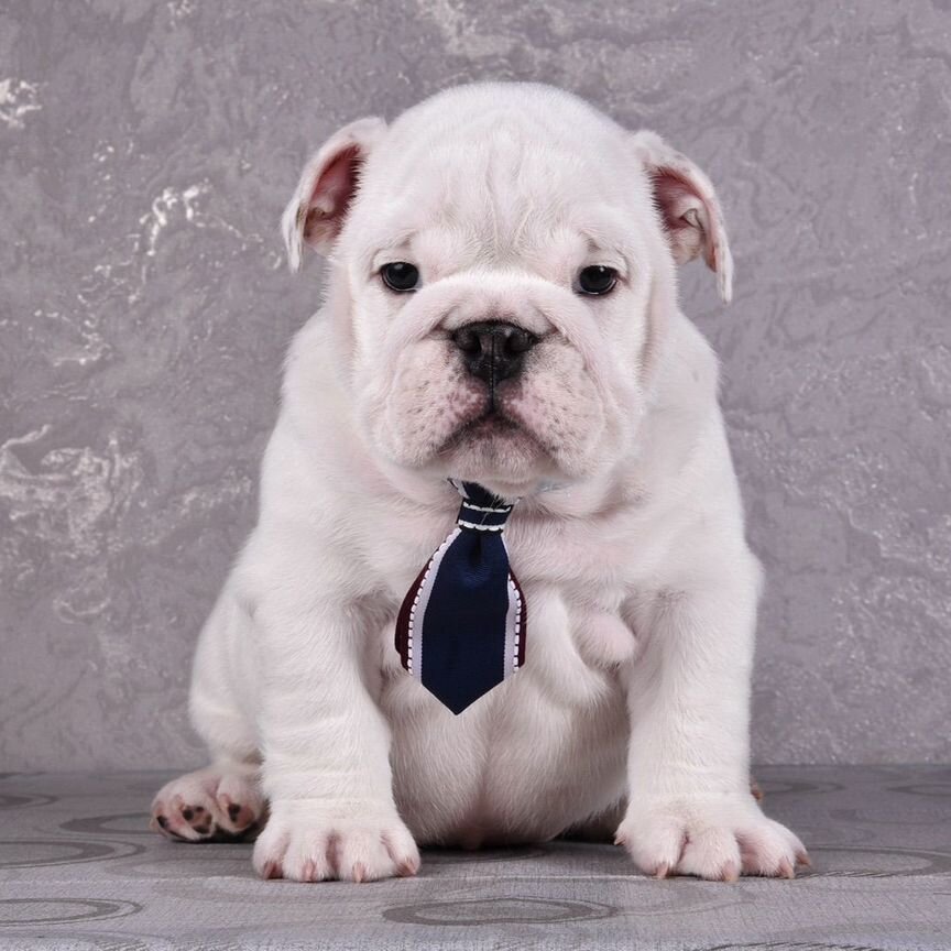Английский бульдог мальчик