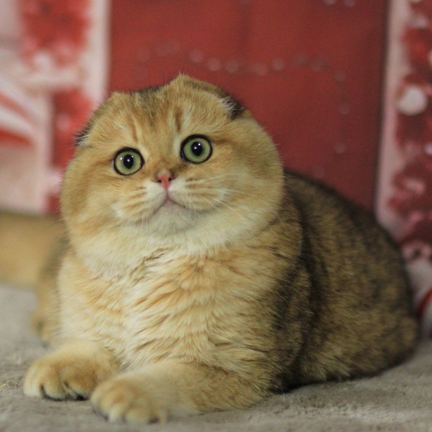 Шотландский вислоухий короткошёрстный котёнок