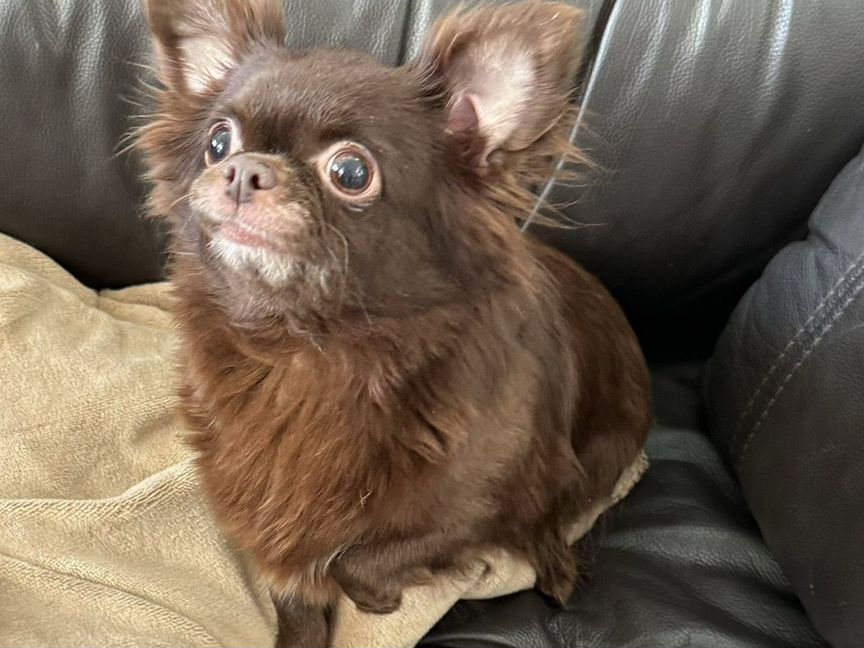 Чихуахуа девочка 5 лет