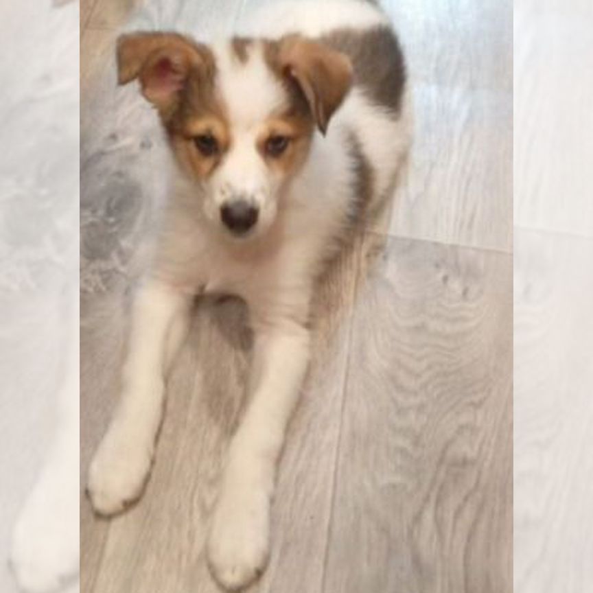 Щенок в добрые руки