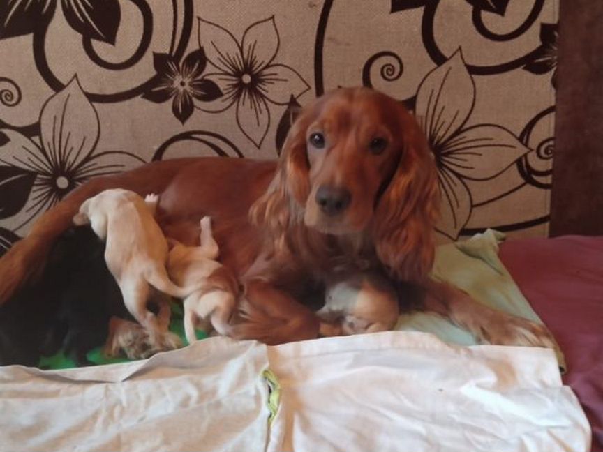 Щенки русского спаниеля