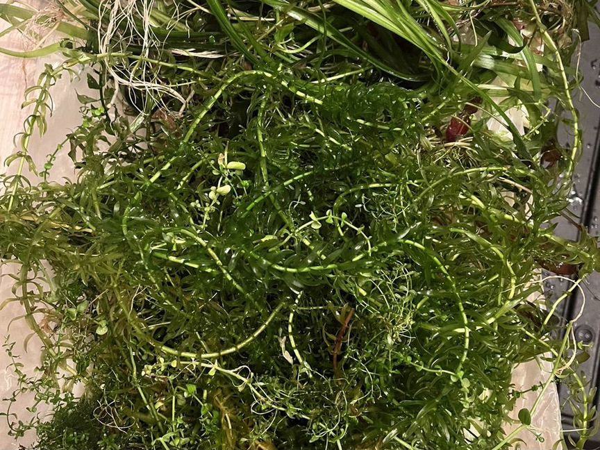 Большая прополка