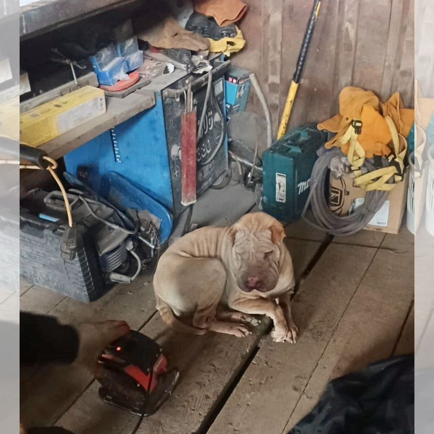 Хозяин отзовись