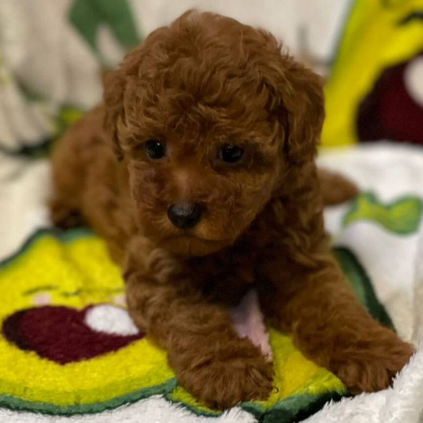 Мальтипу, щенок