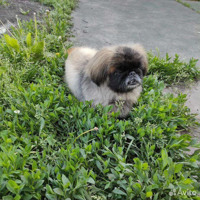 Пекинес потерялся