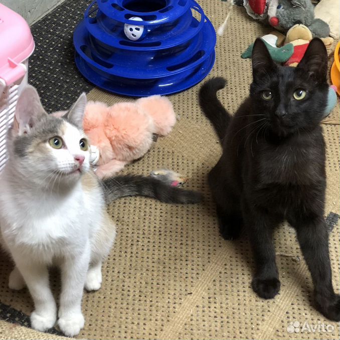 Котята Маша и Яша 5мес