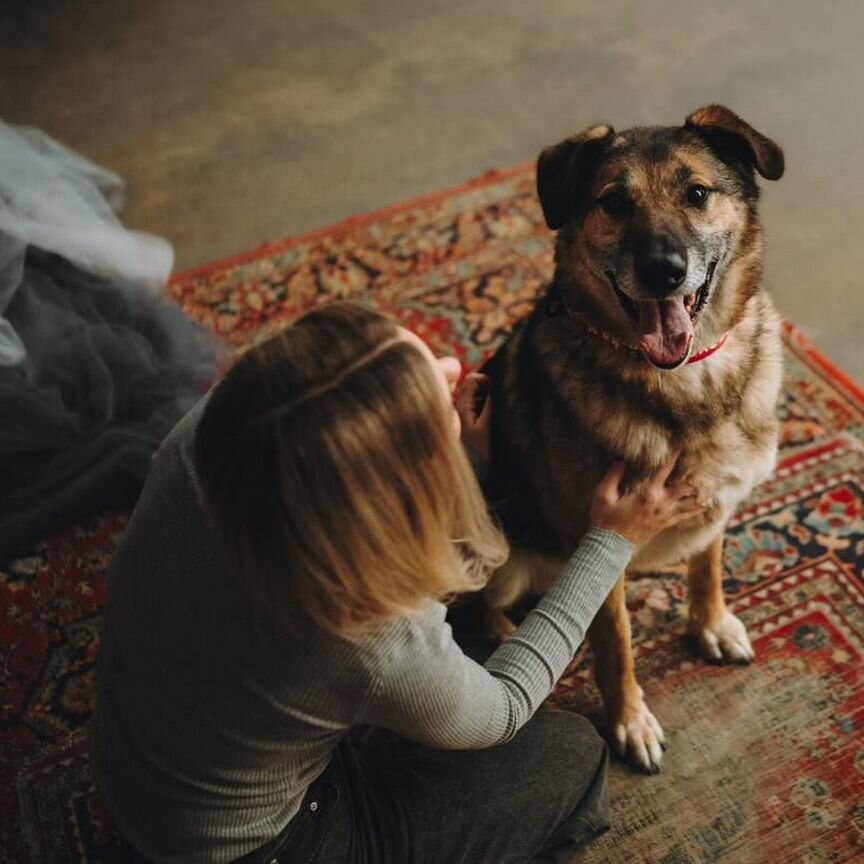 Взрослый пёс в добрые руки