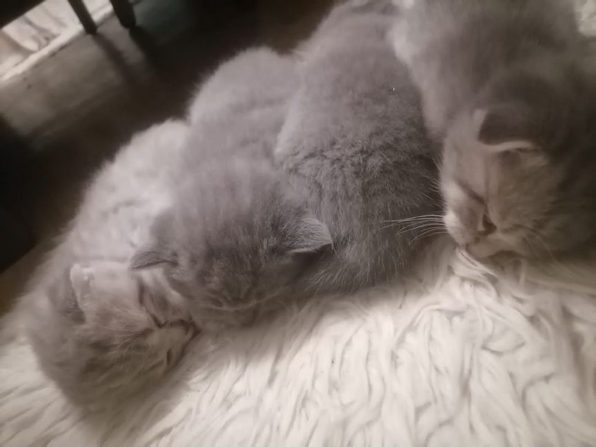 Шотландские котята