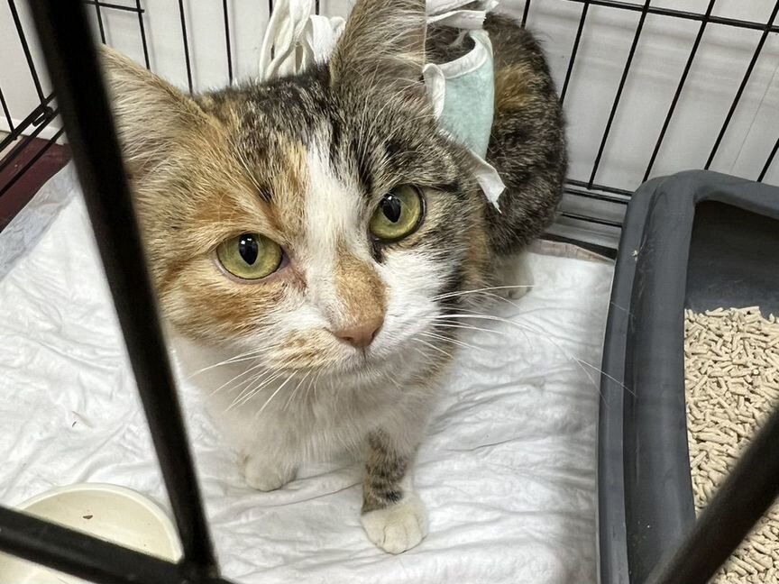 Кошка в дар